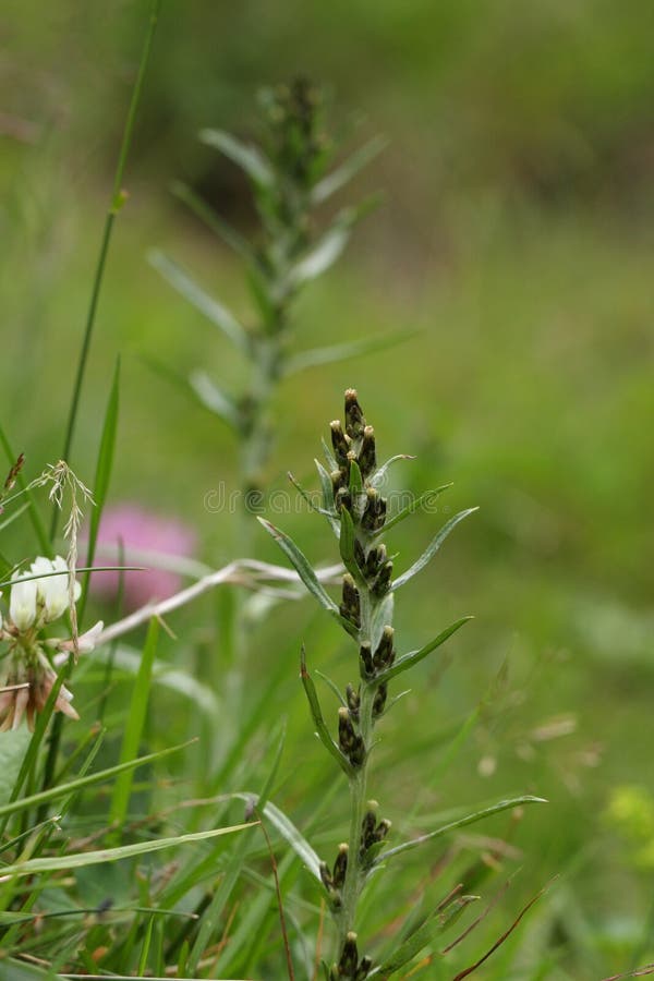 Heath cudweed stock photo. Image of dicotyledons, blossom - 85854700