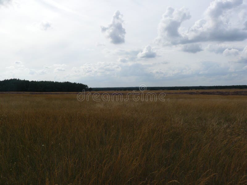 Heath Field with a Beautiful White Blueish Cloud Display Stock Photo ...