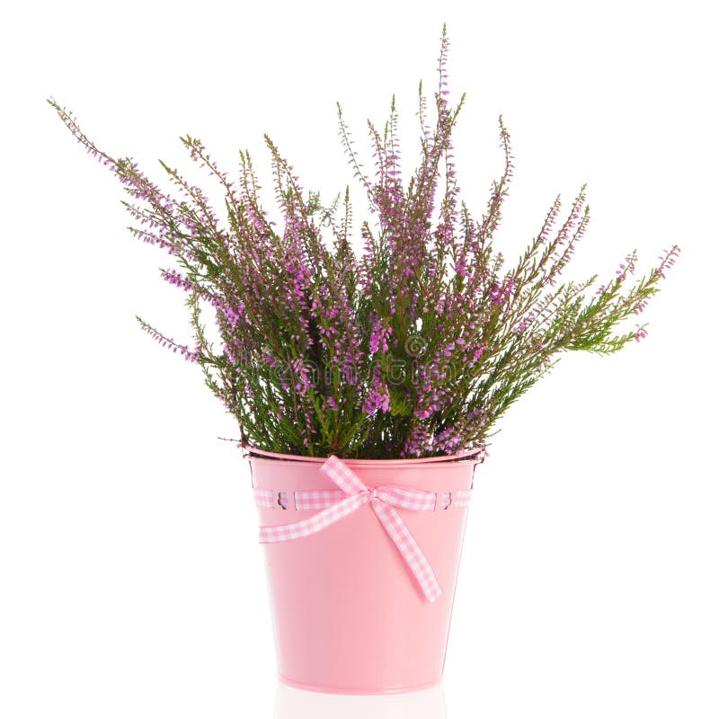 Heath in nature stock photo. Image of flowers, summer - 33756558