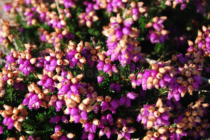 Heath flowers stock photo. Image of brittany, group, flowers - 16191096
