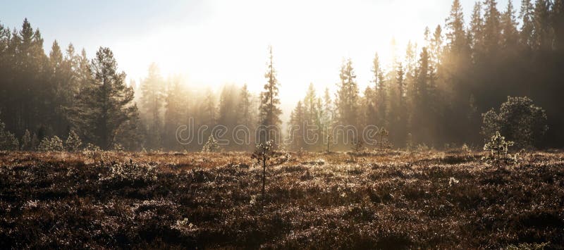 Heath and Forest Shrouded in Mist Stock Image - Image of scrub, timber ...
