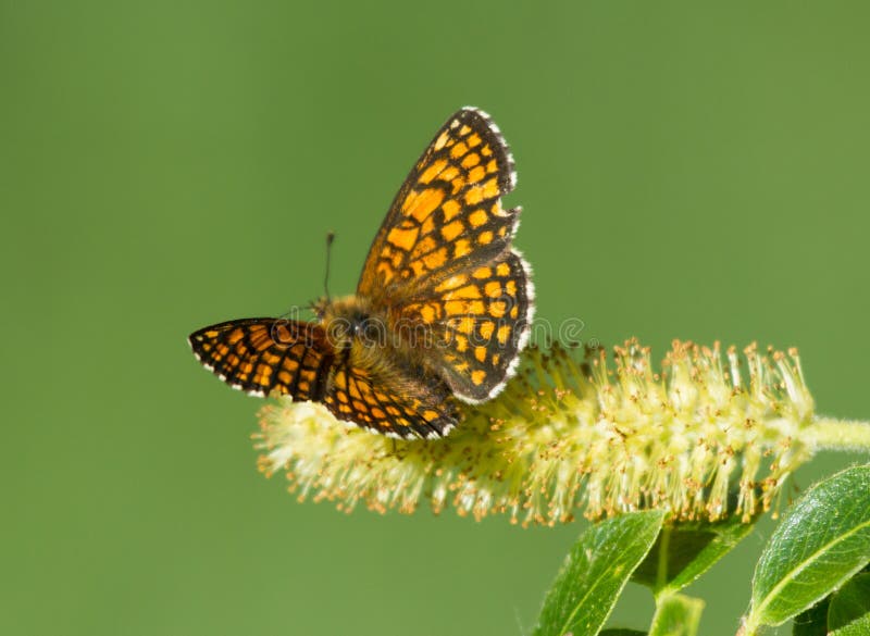 Heath Fritillary Butterfly on the Catkin Tree Stock Image - Image of ...