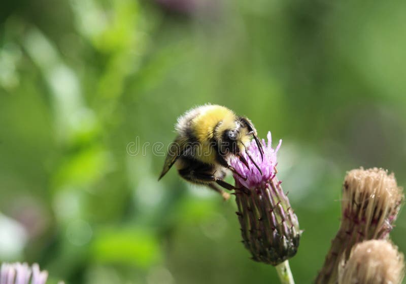Heath Humble-bee or Small Heath Bumblebee, Bombus Jonellus Stock Photo ...