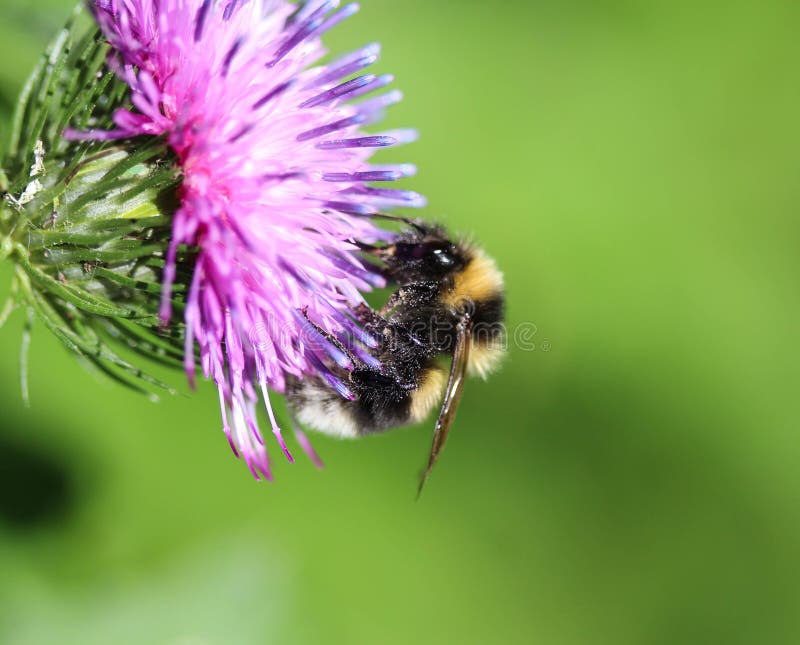 Heath Humble-bee or Small Heath Bumblebee, Bombus Jonellus Stock Image ...