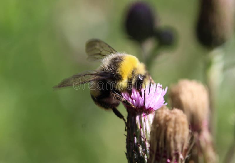 Heath Humble-bee or Small Heath Bumblebee, Bombus Jonellus Stock Photo ...