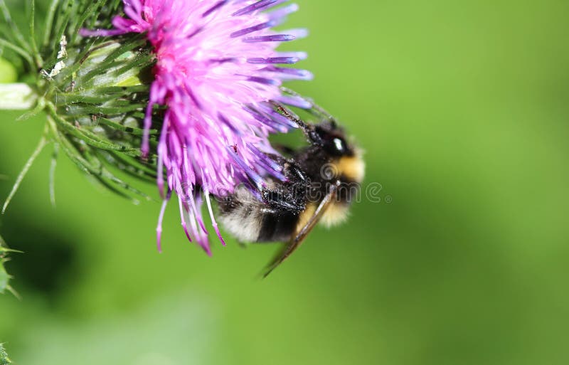 Heath Humble-bee or Small Heath Bumblebee, Bombus Jonellus Stock Photo ...