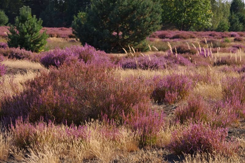 Heath Landscape with Flowering Heather Stock Photo - Image of ...