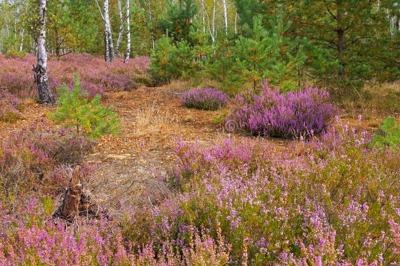 Heath Landscape with Flowering Heather Stock Image - Image of erica ...