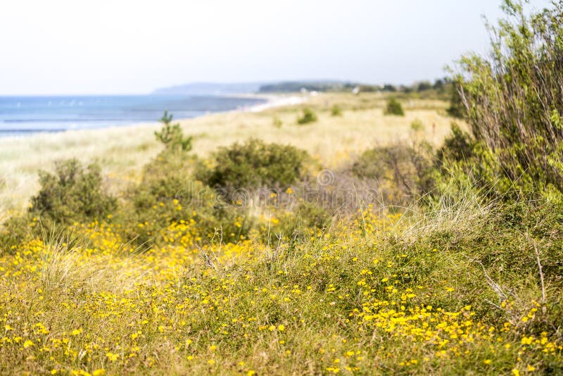 Heath Landscape at the Ocean Stock Image - Image of beach, grass: 67208245