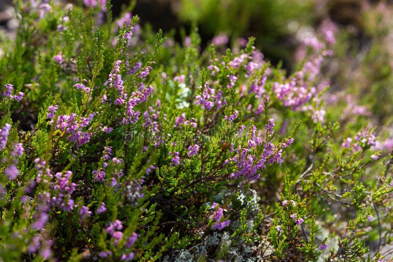 Heath meadow stock image. Image of bush, nature, sunlight - 33250179