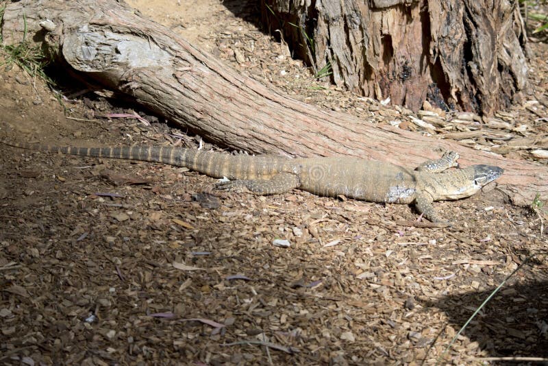 This is a Side View of a Heath Monitor Lizard Stock Image - Image of ...