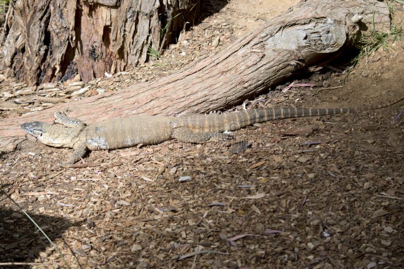 This is a Side View of a Heath Monitor Lizard Stock Photo - Image of ...