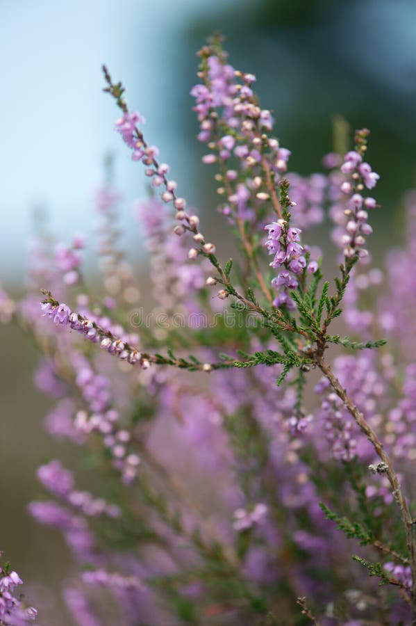 Heath in nature stock photo. Image of flowers, summer - 33756558