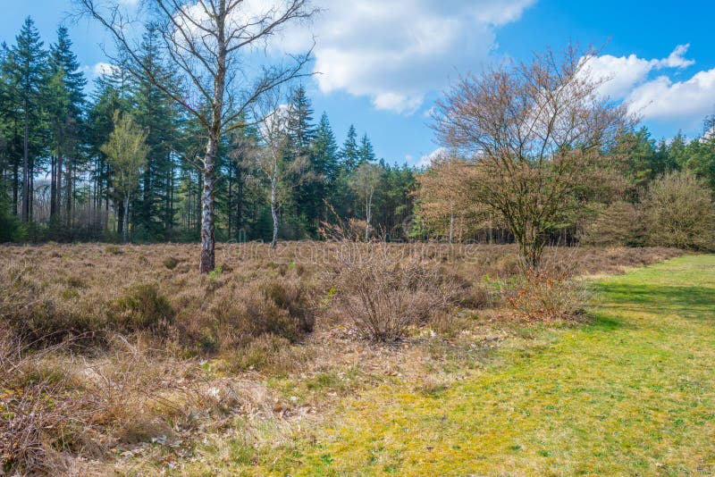Heath in a Pine Forest in Spring Stock Photo - Image of green, sunny ...