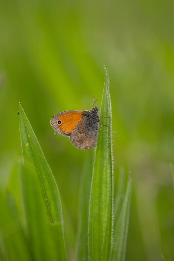 Heath on plant stock photo. Image of reeds, plant, insect - 40548436