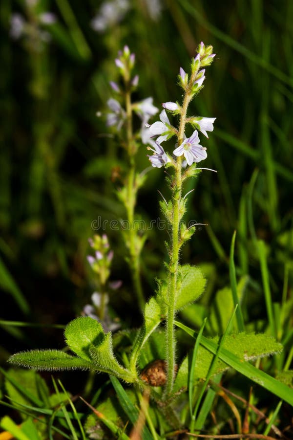 Heath speedwell stock image. Image of veronica, officinalis - 41275665