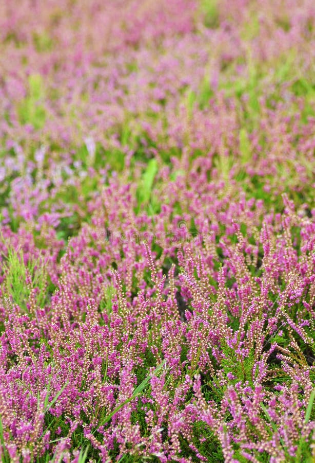 Heath in summer season stock image. Image of field, garden - 308810711