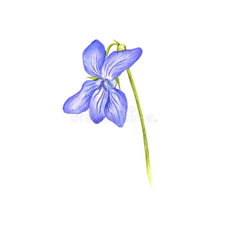 Heath Violet Flower, Drawing by Colored Pencils Stock Illustration ...