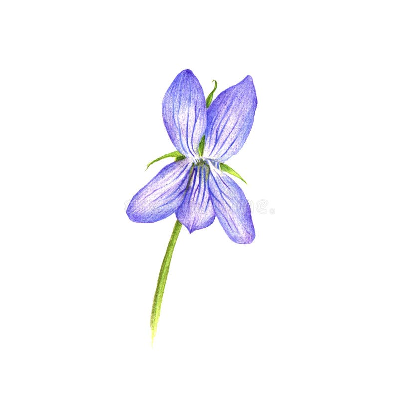 Heath Violet Flower, Drawing by Colored Pencils Stock Illustration ...