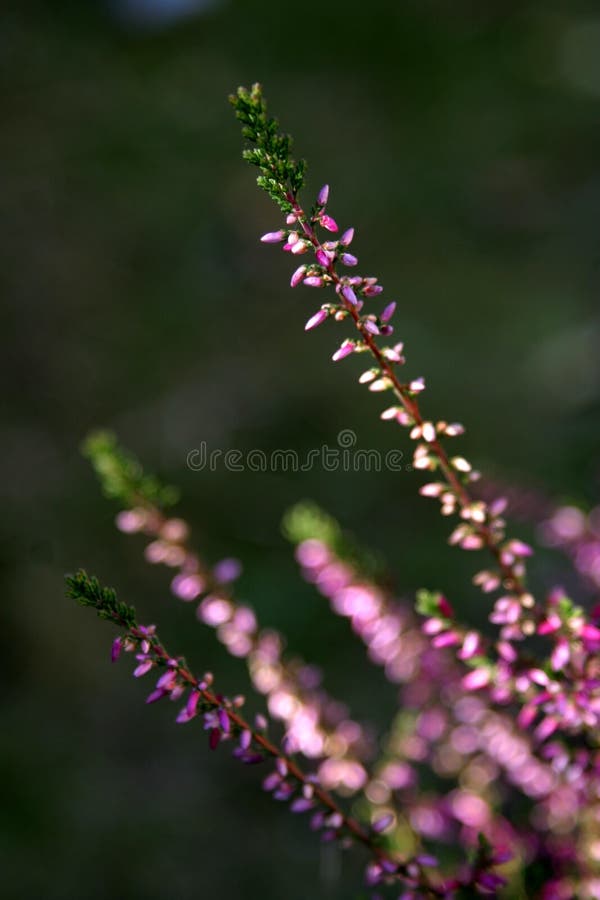 Heather stock image. Image of heather, flower, macro - 15153569