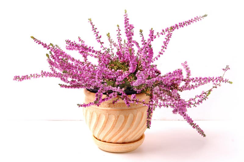 Heather Flowers in Pots Outside Stock Image - Image of heather, bloom ...