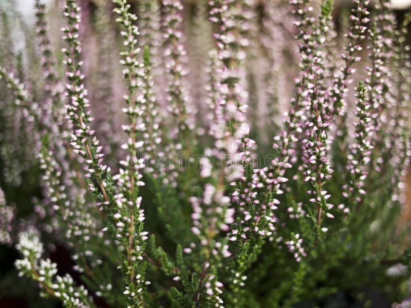 Heather stock image. Image of calluna, flora, natural - 20949973