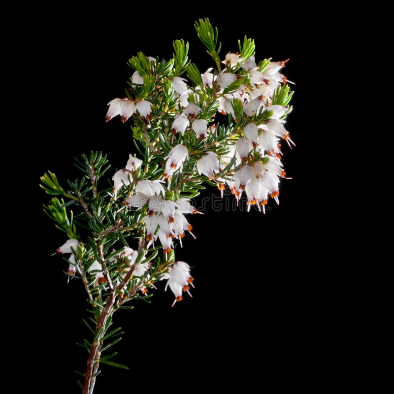 375 Heather Sprig Stock Photos - Free & Royalty-Free Stock Photos from ...