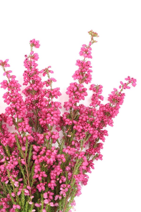 Heather sprig stock photo. Image of macro, color, flora - 26666278