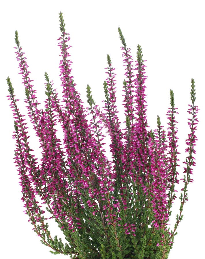 Heather stock photo. Image of perennial, plant, ericaceae - 32968764