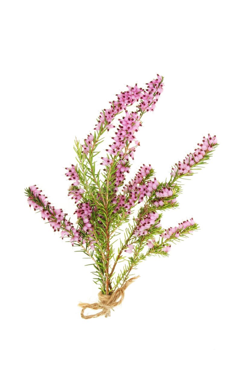 375 Heather Sprig Stock Photos - Free & Royalty-Free Stock Photos from ...
