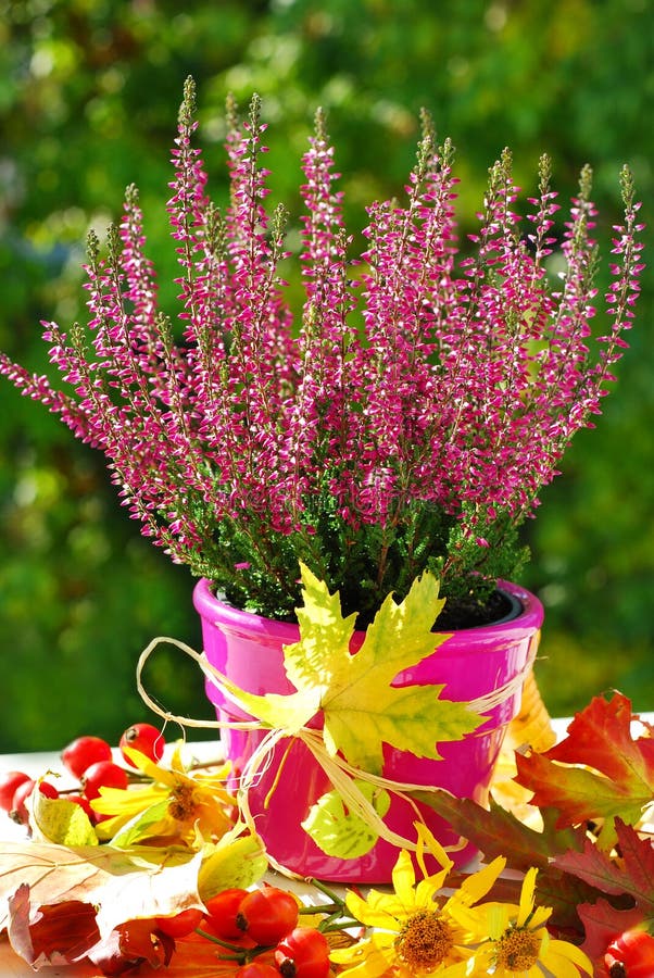 Heather in autumn garden stock photo. Image of october - 16171094