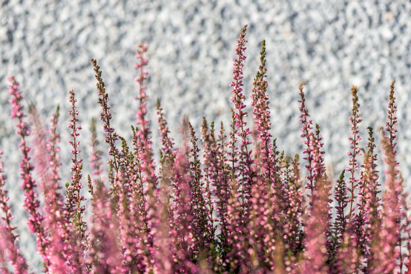 Heather Background Texture - Closeup Stock Image - Image of pink ...