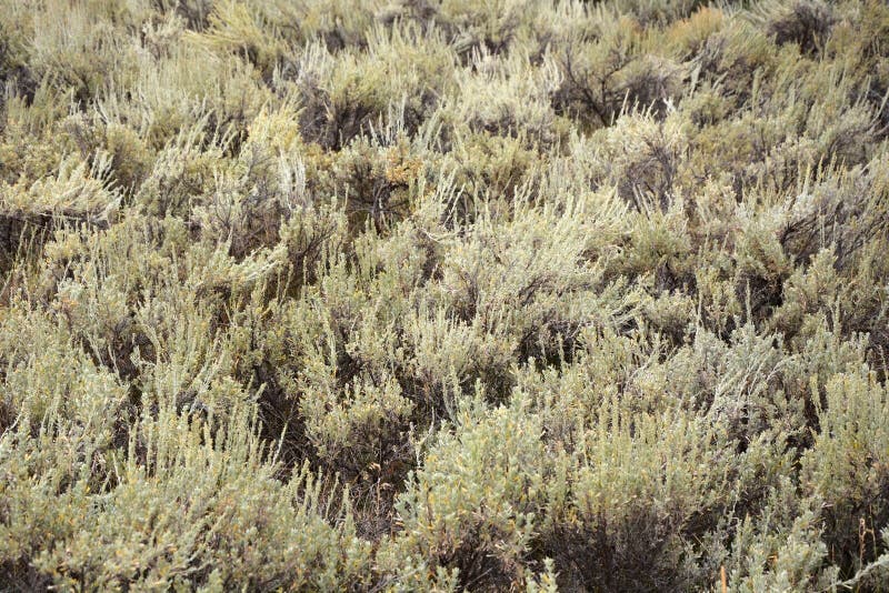 Heather background stock photo. Image of elegant, ling - 34962866