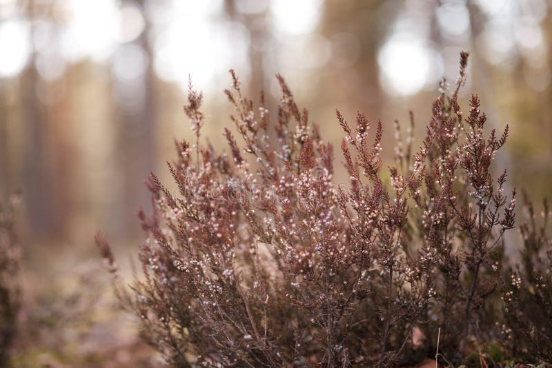 Heather on the Background of Trees Stock Photo - Image of europe ...