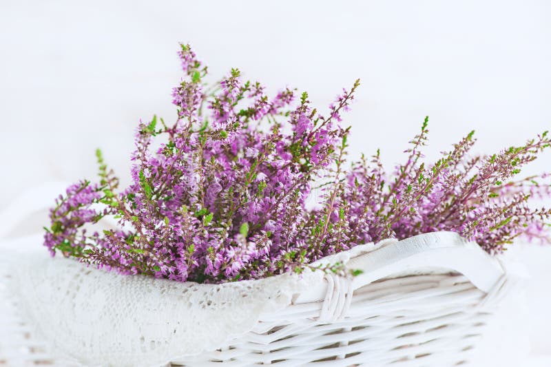 Heather Flowers in Pots Outside Stock Image - Image of heather, bloom ...