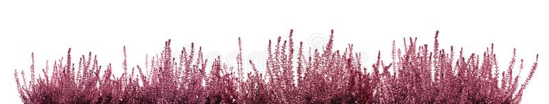 Heather with Beautiful Flowers on White Background. Banner Design Stock ...