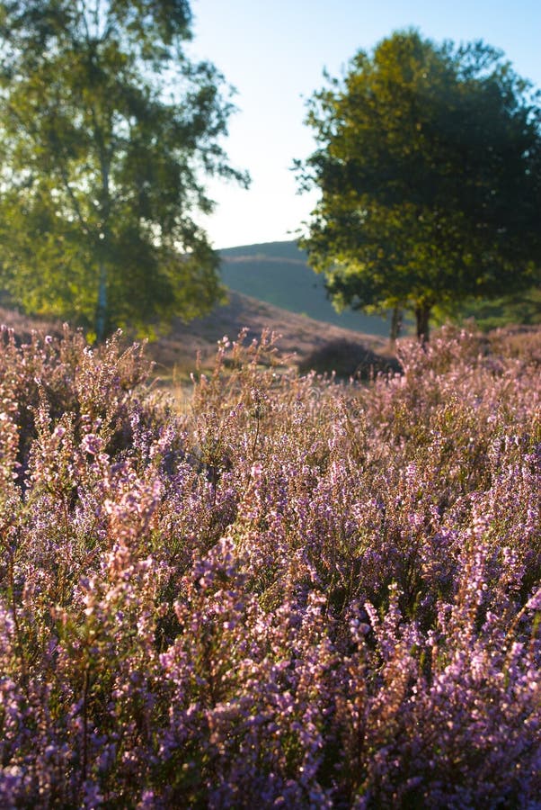 Heather in bloom stock image. Image of august, bush, background - 26516807