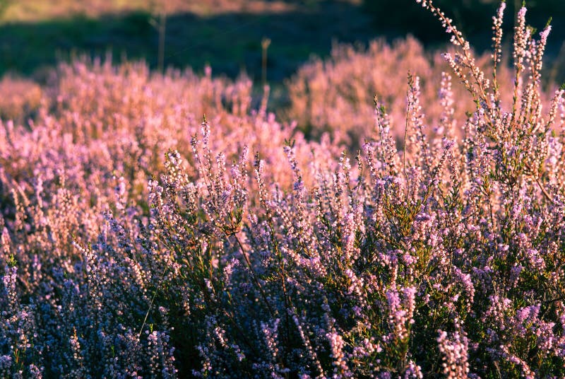 Heather in bloom stock photo. Image of country, floral - 26516828