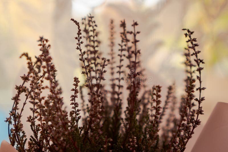 Heather Branches in Brown Shades on Blurred Light Background on Window ...