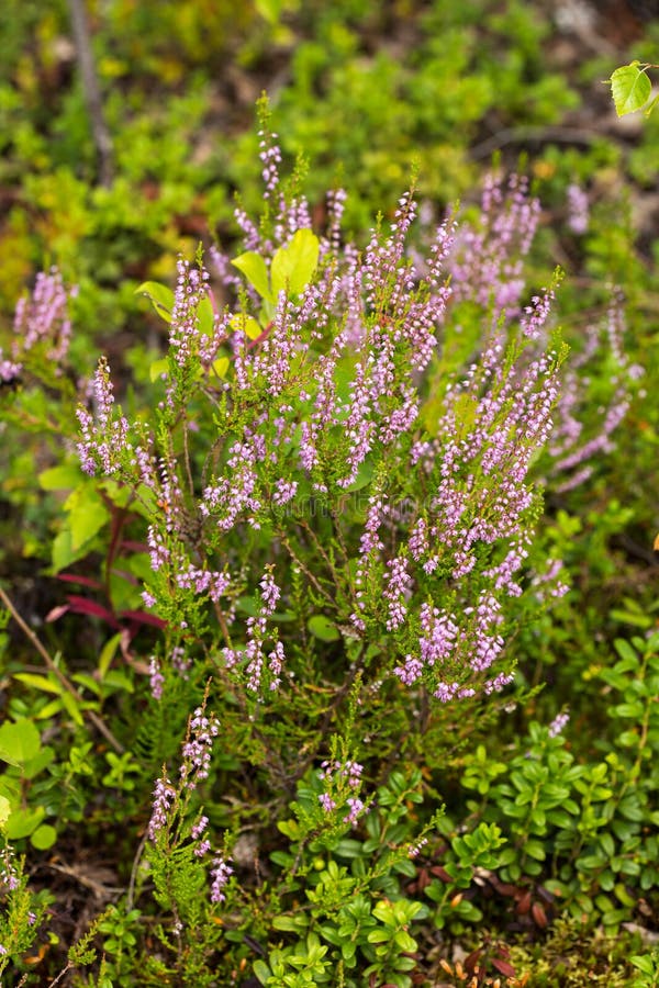 Heather bush stock image. Image of heather, purple, sunlight - 33031777