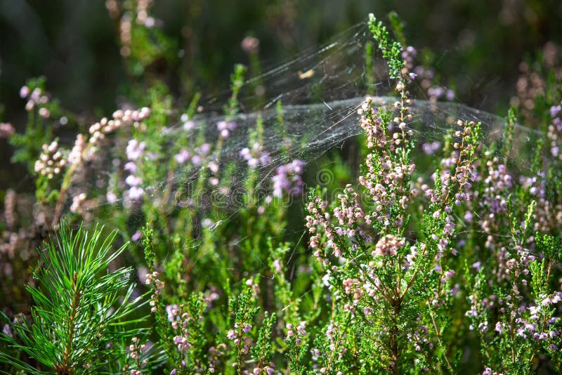 Heather Bushes in the Forest. Web on the Plant Stock Image - Image of ...