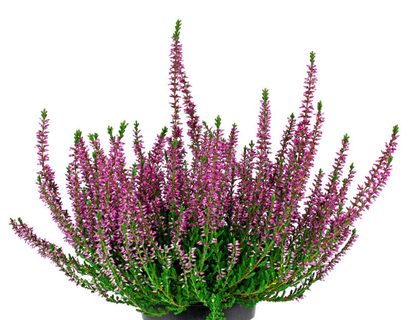 Heather, Calluna Vulgaris, on White Background Stock Photo - Image of ...