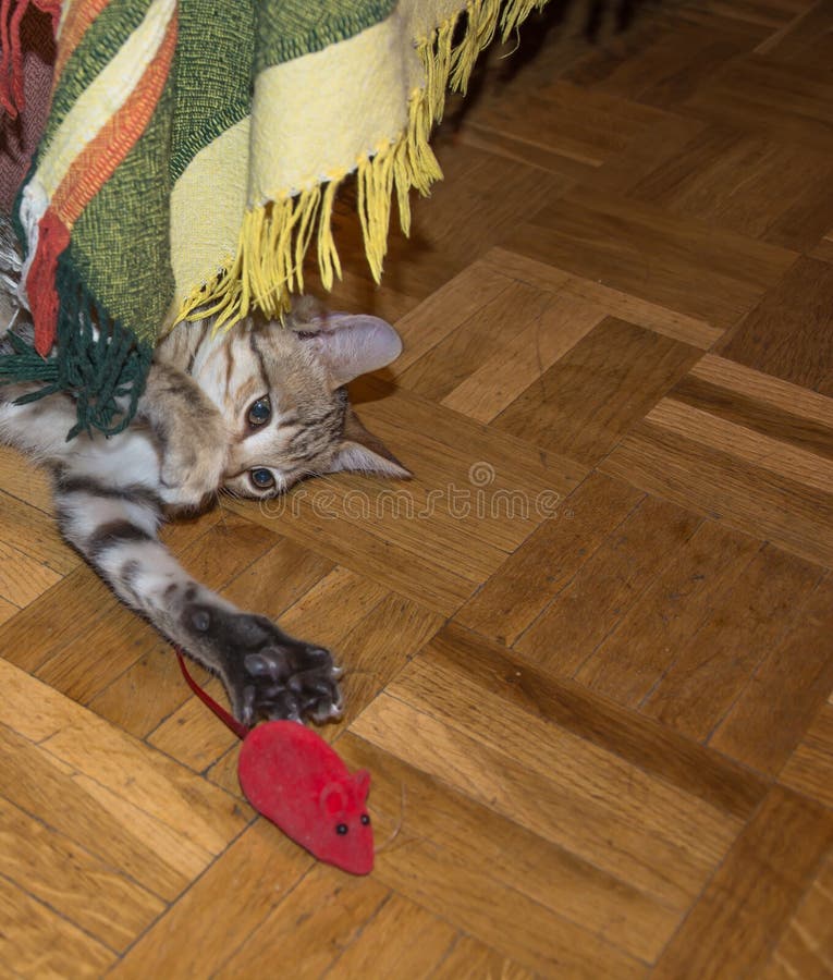 Heather Cat Playing Mouse and Cat in the Foreground Stock Photo - Image ...