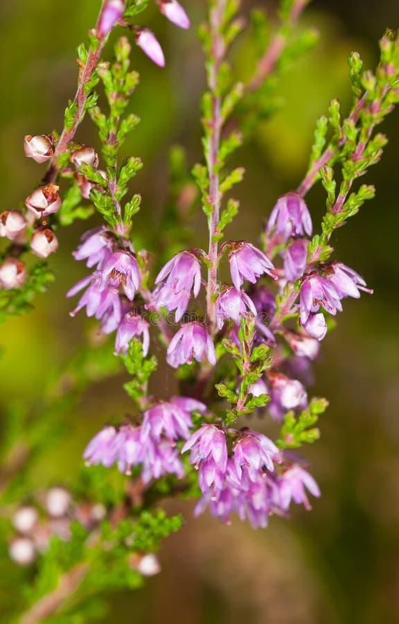 Heather sprig stock photo. Image of macro, color, flora - 26666278