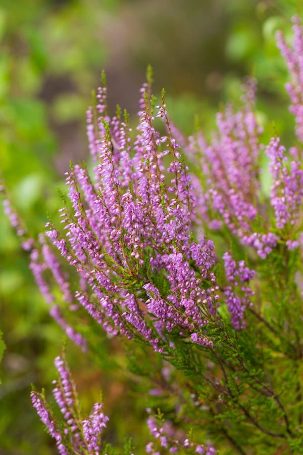 Heather close up stock photo. Image of blossom, uncultivated - 33250202