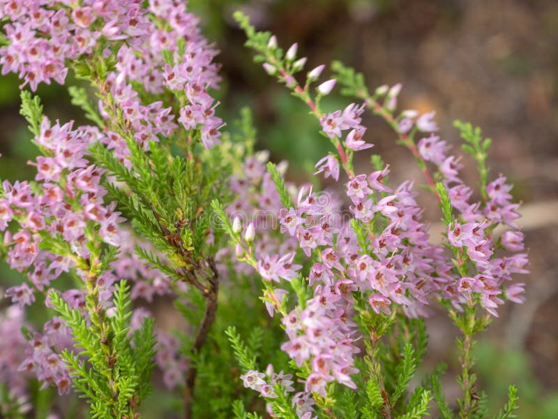 Heather close up stock photo. Image of color, detail - 252821122