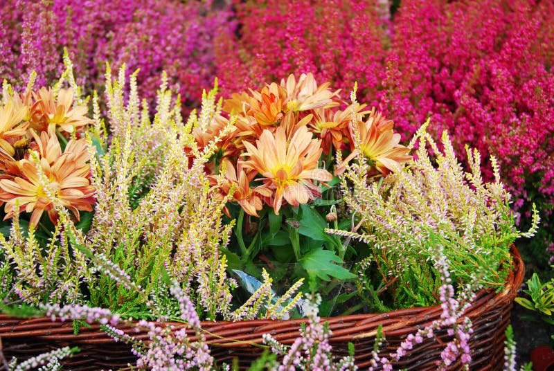 Heather composition stock image. Image of floral, heather - 11028059