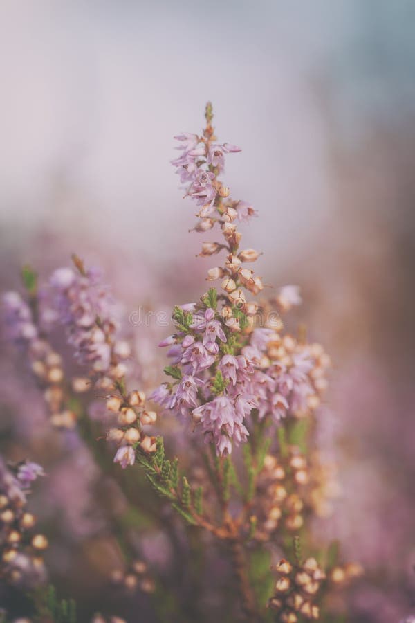 Detail of erika plant stock photo. Image of dwarf, landscape - 114905366