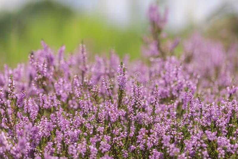 Heather - Erica stock image. Image of heath, macro, detail - 100334719