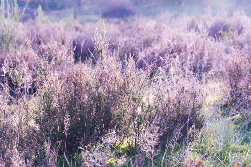 Heather Erica Plants En El Campo Foto de archivo - Imagen de escocia ...
